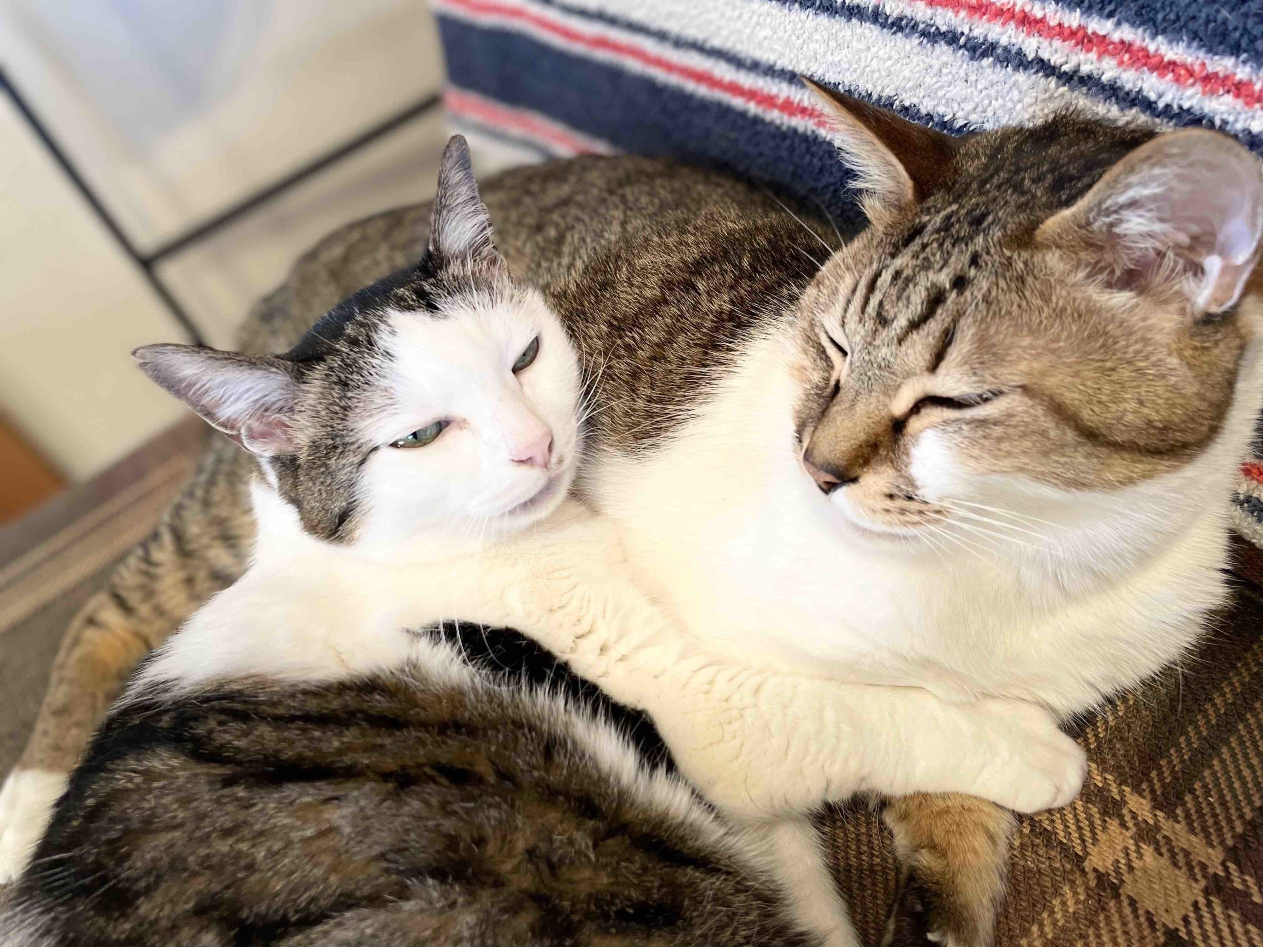 Snyack Chie Cat Bar - Cat1