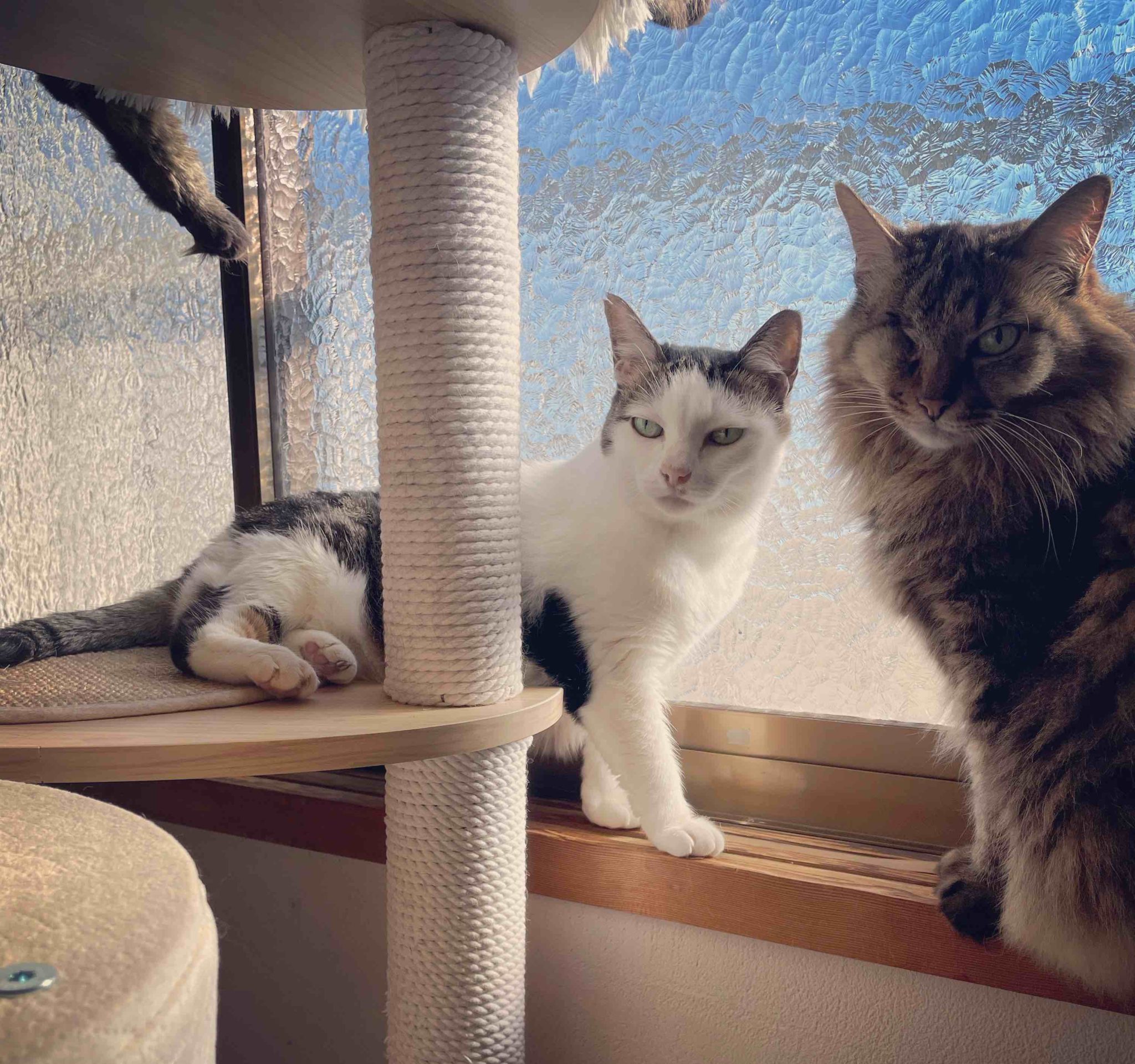 Snyack Chie Cat Bar - Cat1