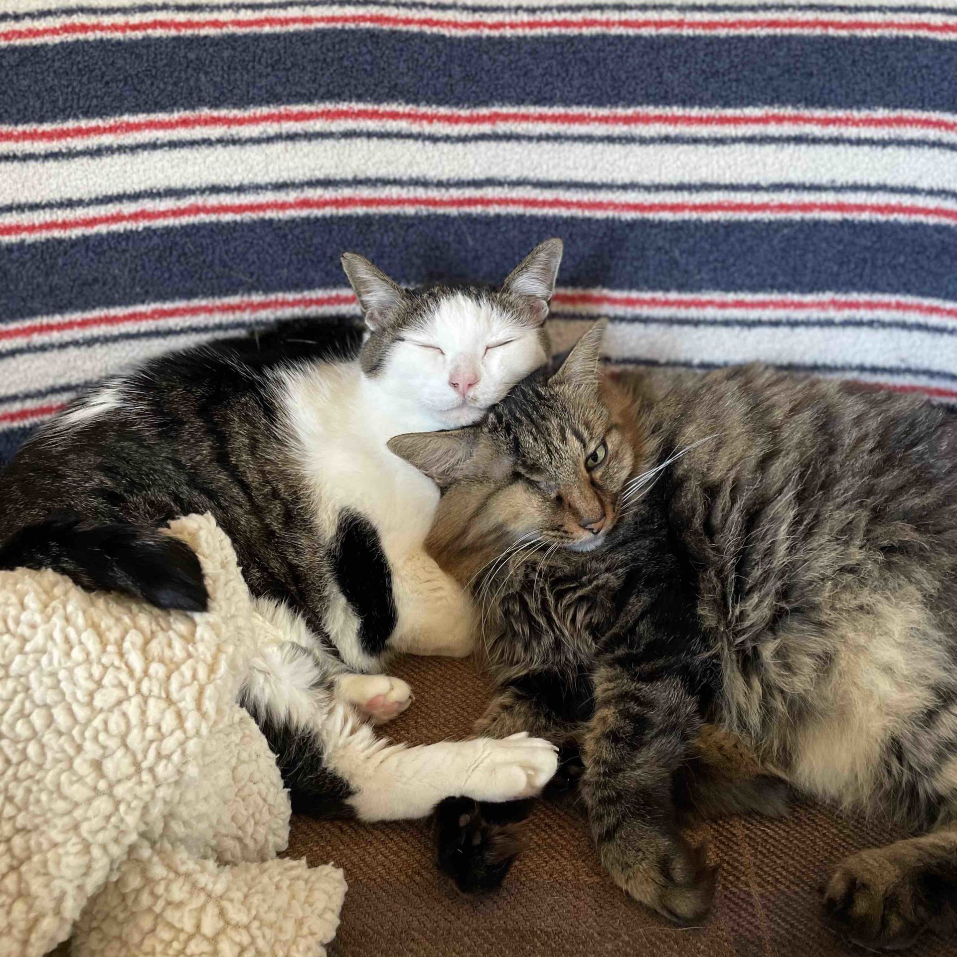 Snyack Chie Cat Bar - Cat1