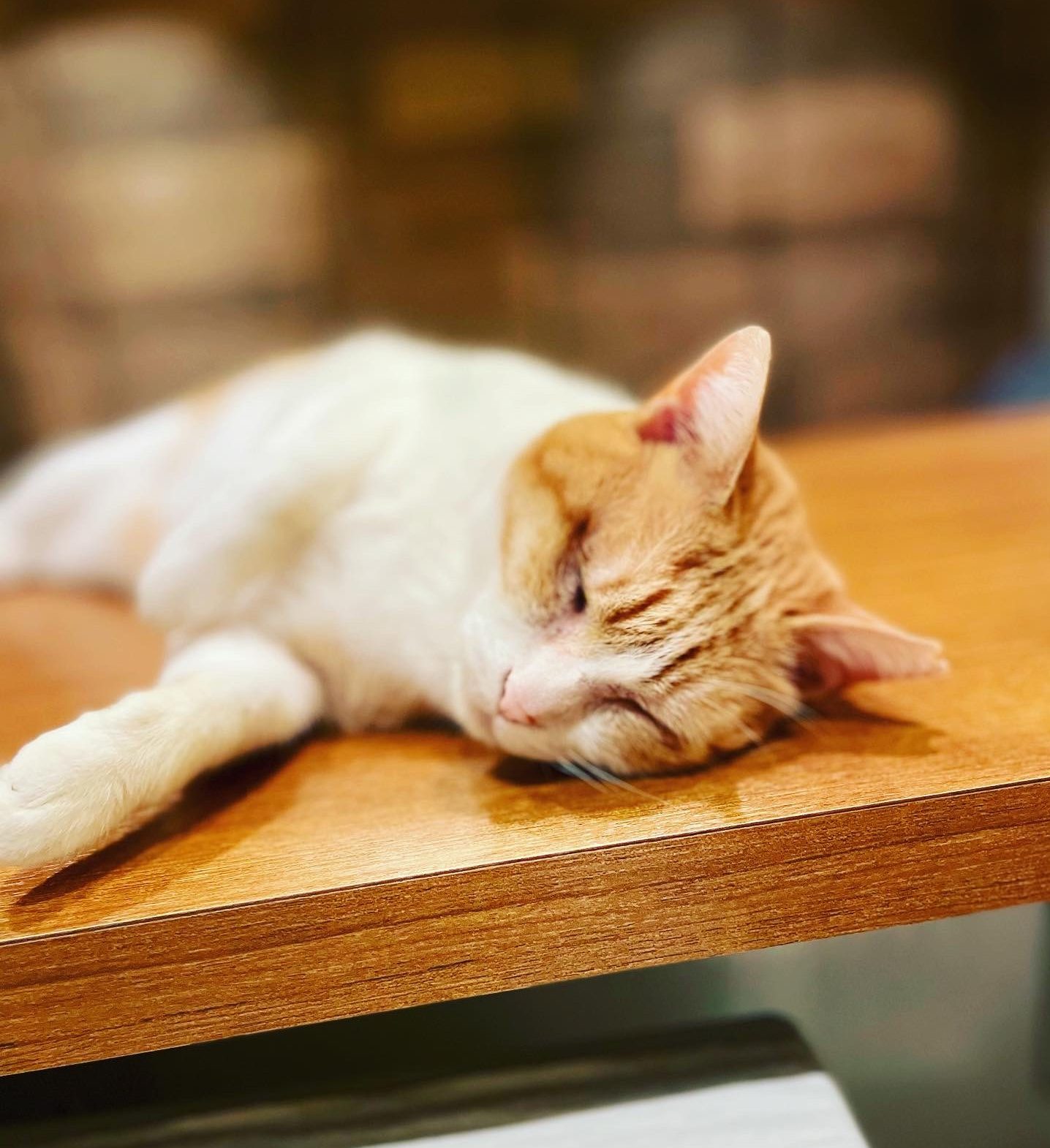 Snyack Chie Cat Bar - Cat1